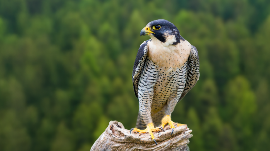 Qual o animal mais rápido do mundo? Descubra o campeão da vez